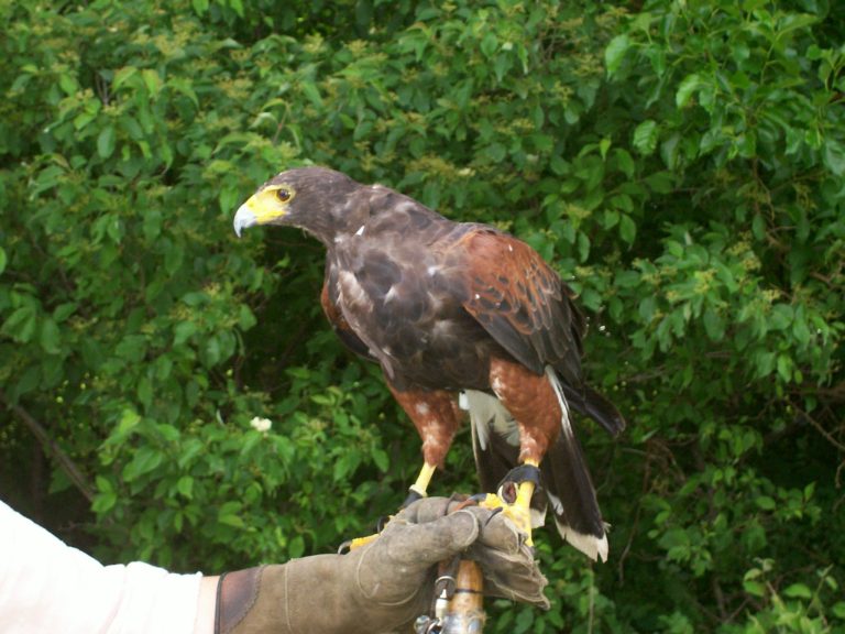 In Memoriam: The Calontir Falcons – East Kingdom Gazette