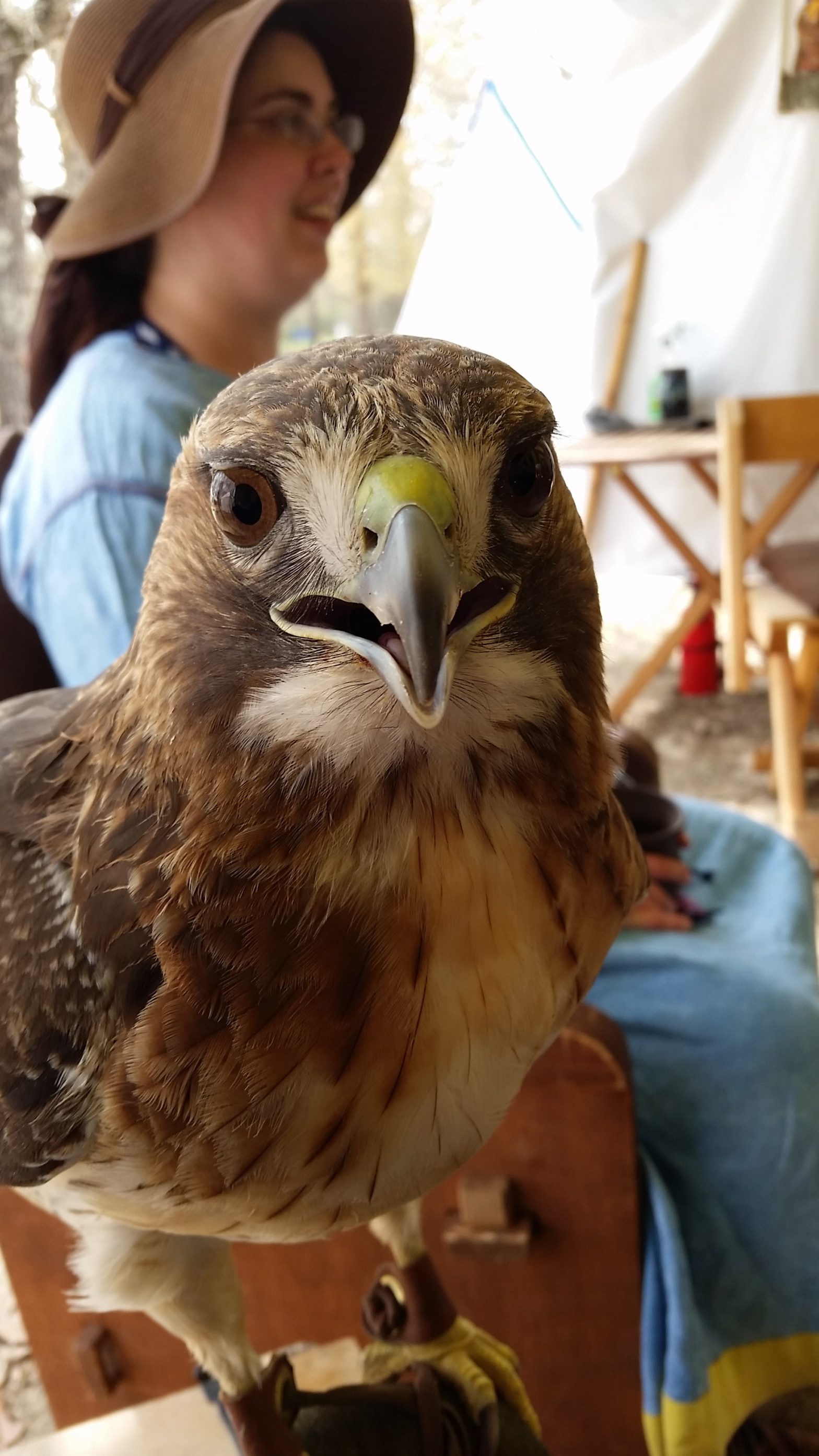 In Memoriam: The Calontir Falcons – East Kingdom Gazette